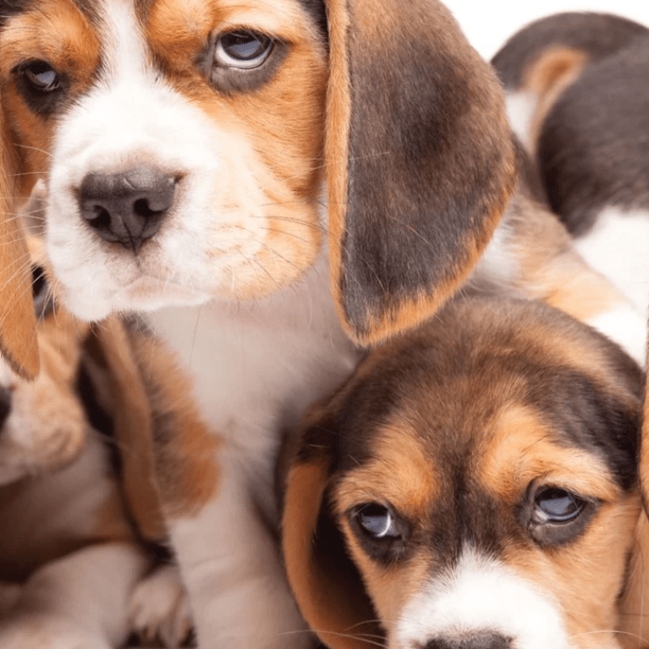 Pets | DesignScapes® – Apollo Design Made