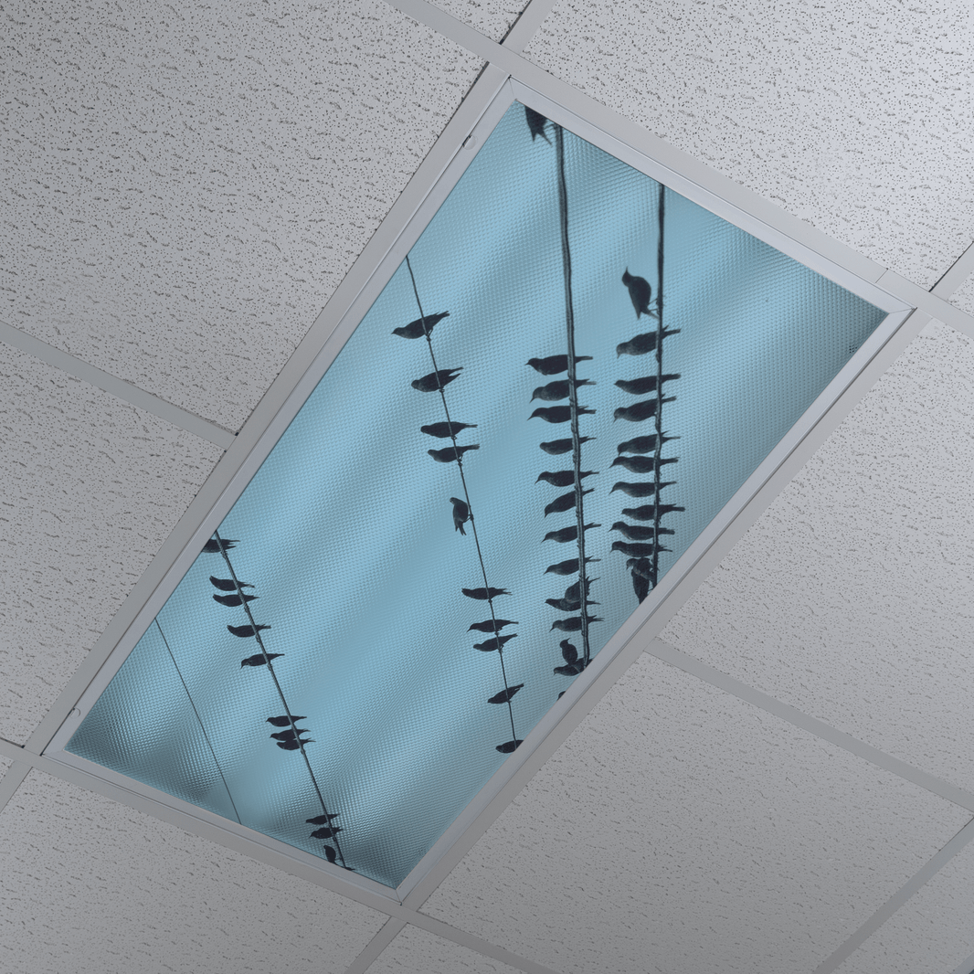 Birds | DesignScapes® – Apollo Design Made